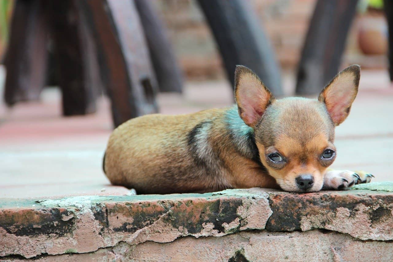 10 Amazing Facts about Chihuahuas that You Need to Know - Enjoy The Pets
