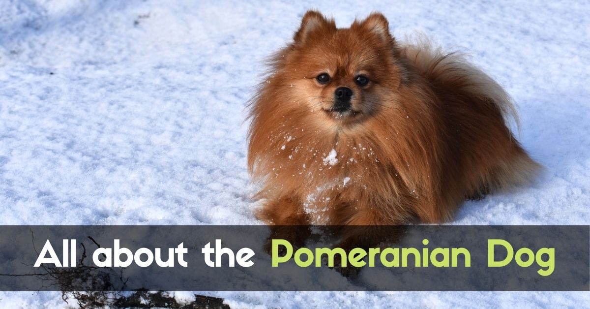 All about the Pomeranian (Dog Breed Profile, Characteristics and Care ...