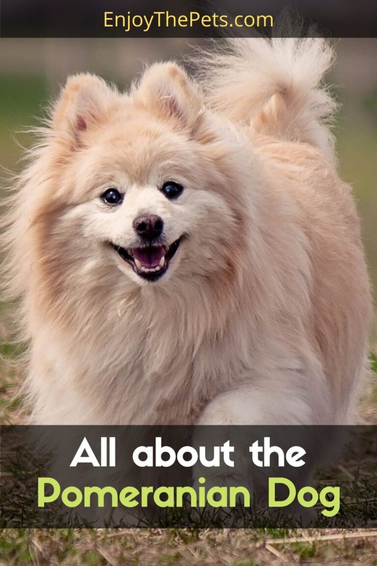 All about the Pomeranian (Dog Breed Profile, Characteristics and Care ...