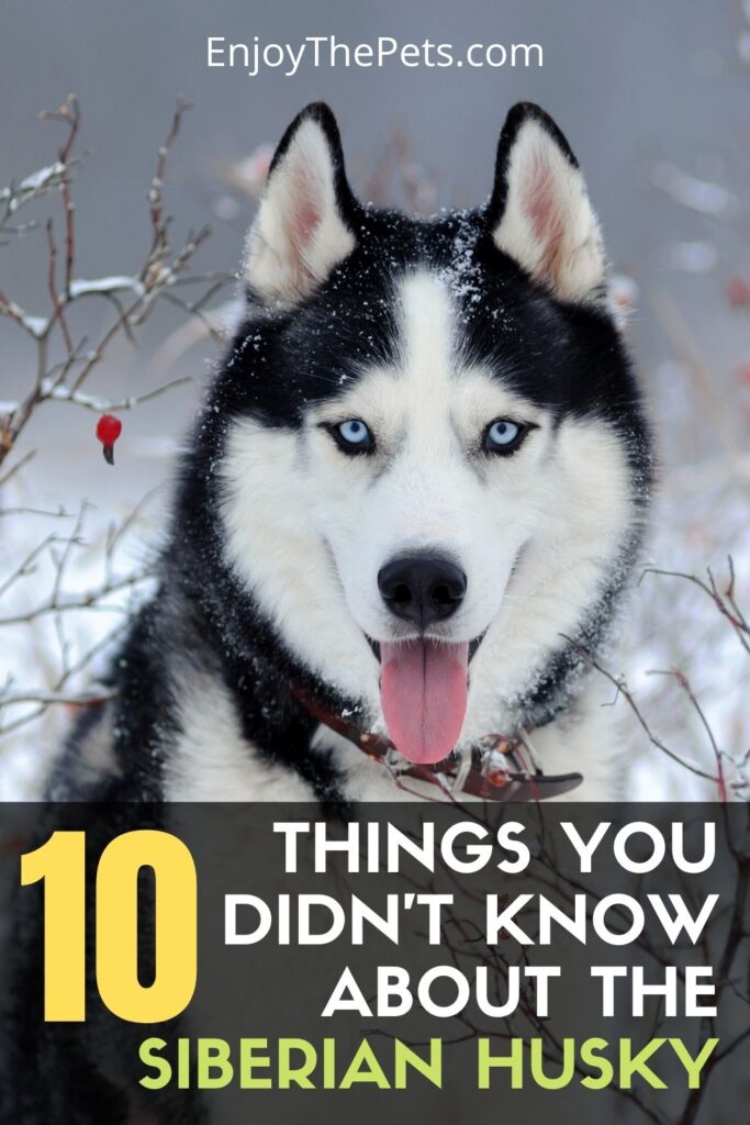 10 Things You Didn’t Know About the Siberian Husky - Enjoy The Pets