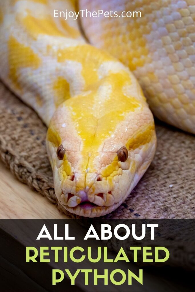 All About Reticulated Python (Profile, Characteristics and Cares ...