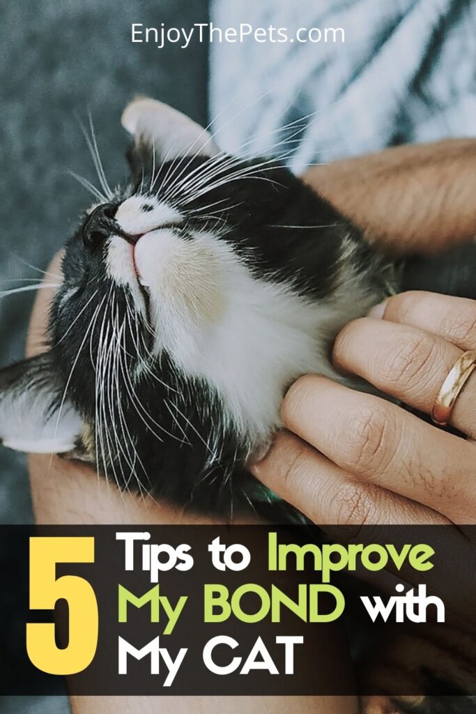 How Do I Improve My BOND with My CAT? (5 Tips) - Enjoy The Pets