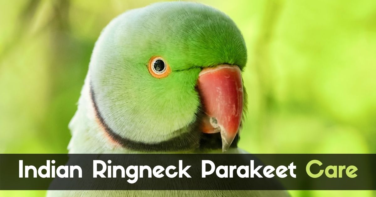 Indian Ringneck Parakeet (Bird Species Profile and Cares) - Enjoy The Pets