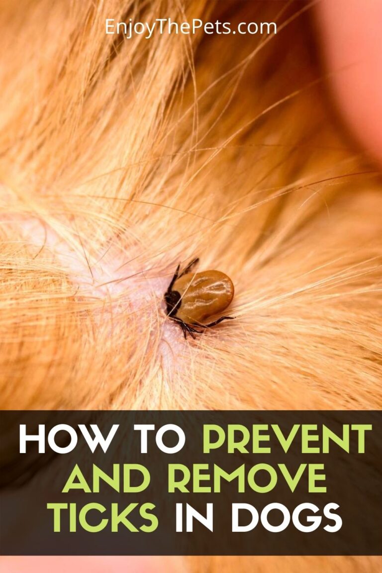 How to Prevent and Remove Ticks in Dogs - Enjoy The Pets