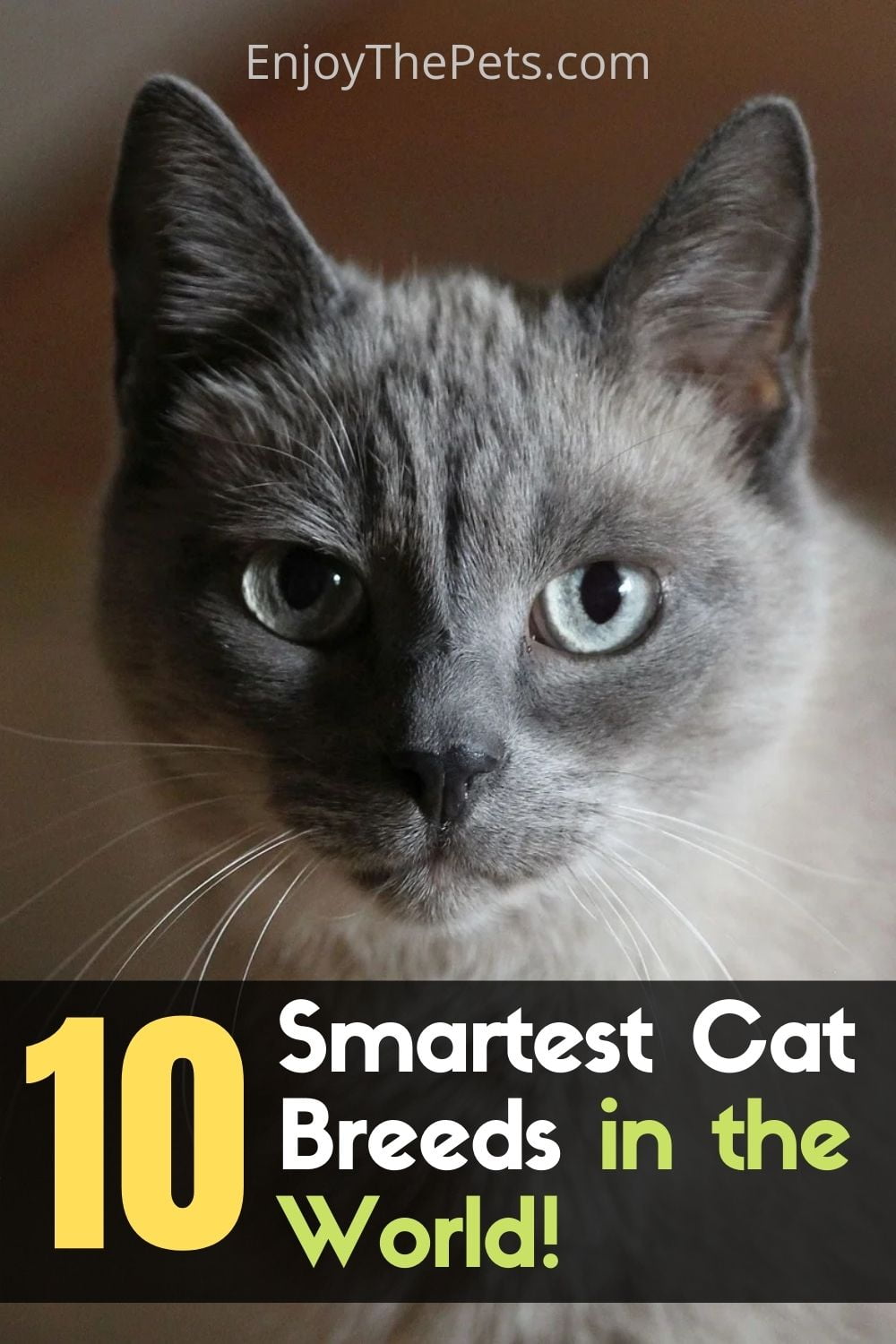 The 10 Smartest Cat Breeds In The World Enjoy The Pets The 10 Smartest Cat Breeds In The World Enjoy The Pets