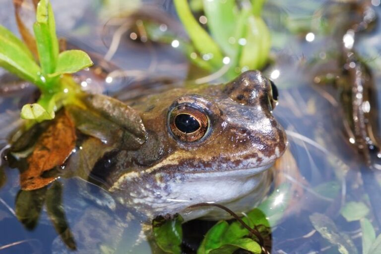 How to Build a Frog-Friendly Pond - Enjoy The Pets