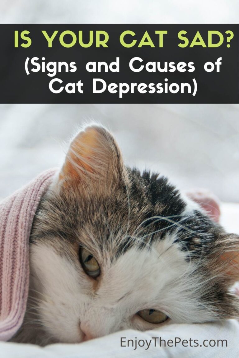 Is Your Cat Sad? (Signs and Causes of Cat Depression) - Enjoy The Pets