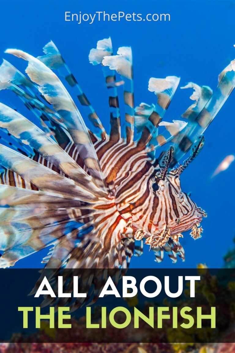 The Lionfish (Species Profile, Characteristics, and Care Guide)