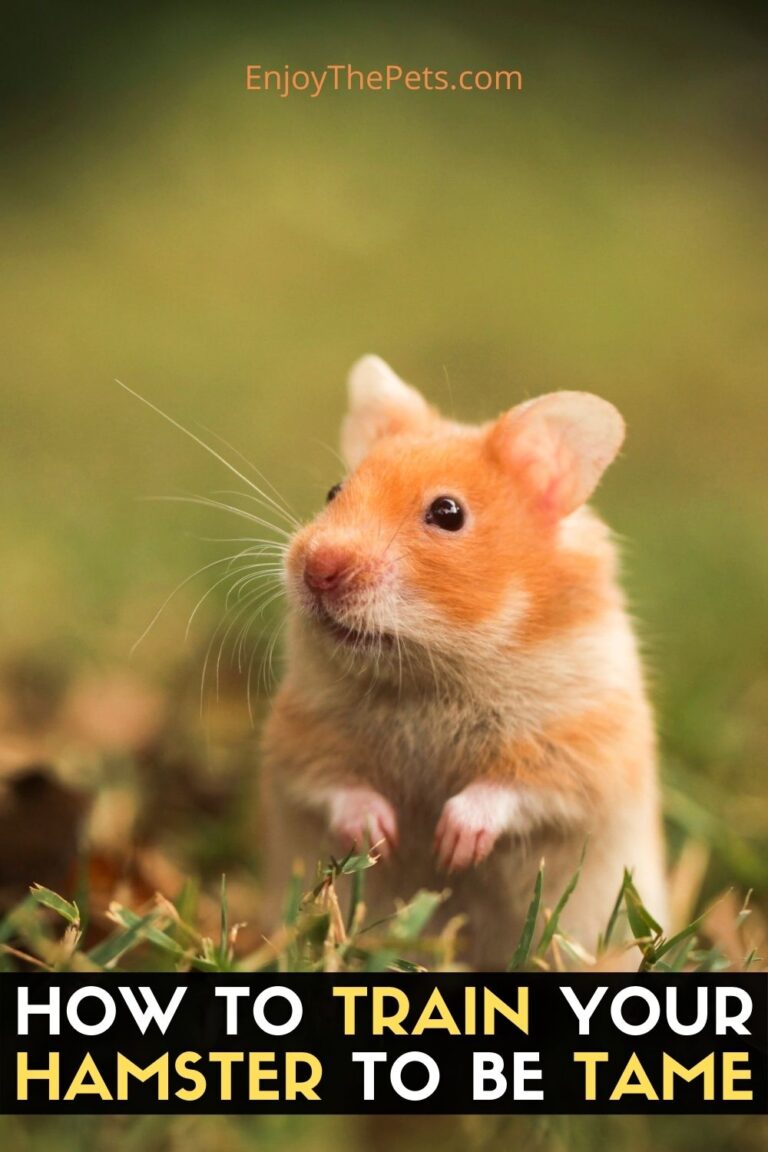 How to Train Your Hamster to Be Tame - Enjoy The Pets
