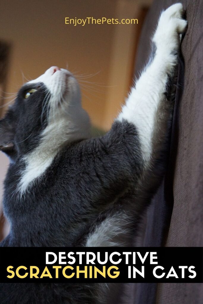 Destructive Scratching in Cats - Enjoy The Pets