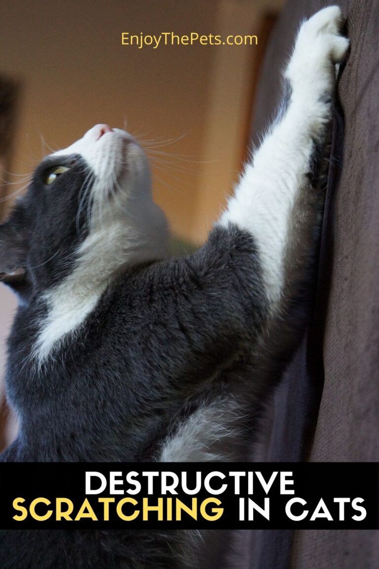 Destructive Scratching in Cats - Enjoy The Pets