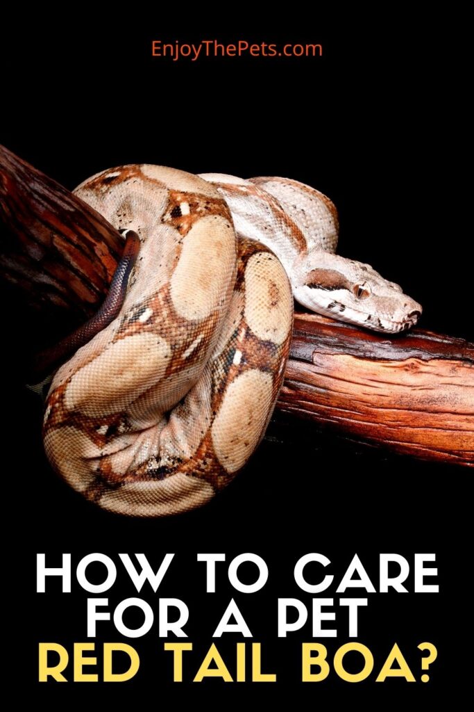 How to Care for a Pet Red Tail Boa? - Enjoy The Pets