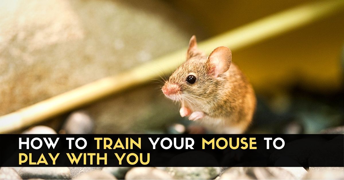 How to Train Your Mouse to Play with You - Enjoy The Pets