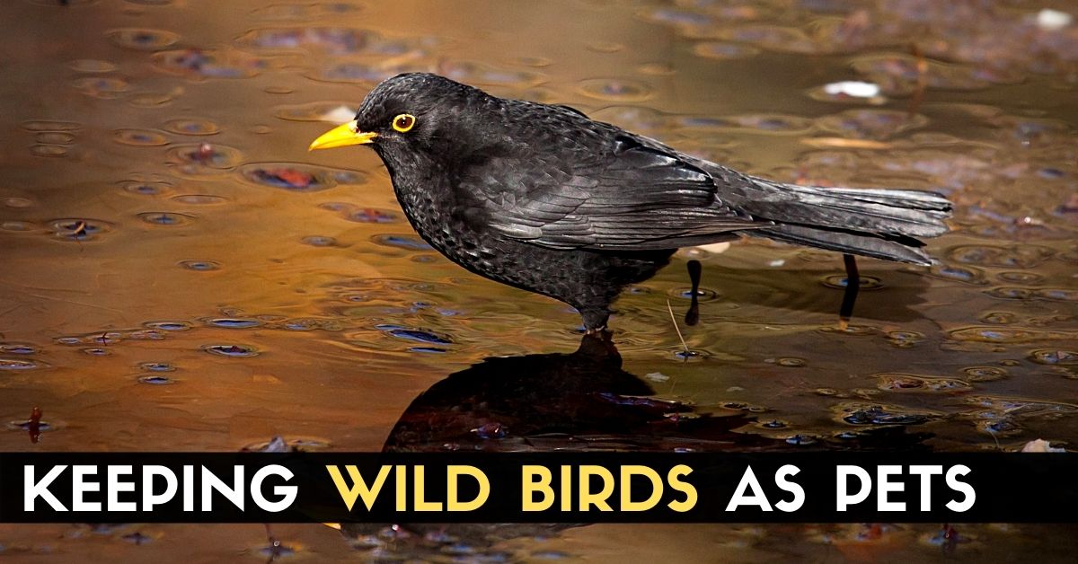 Keeping Wild Birds as Pets - Enjoy The Pets