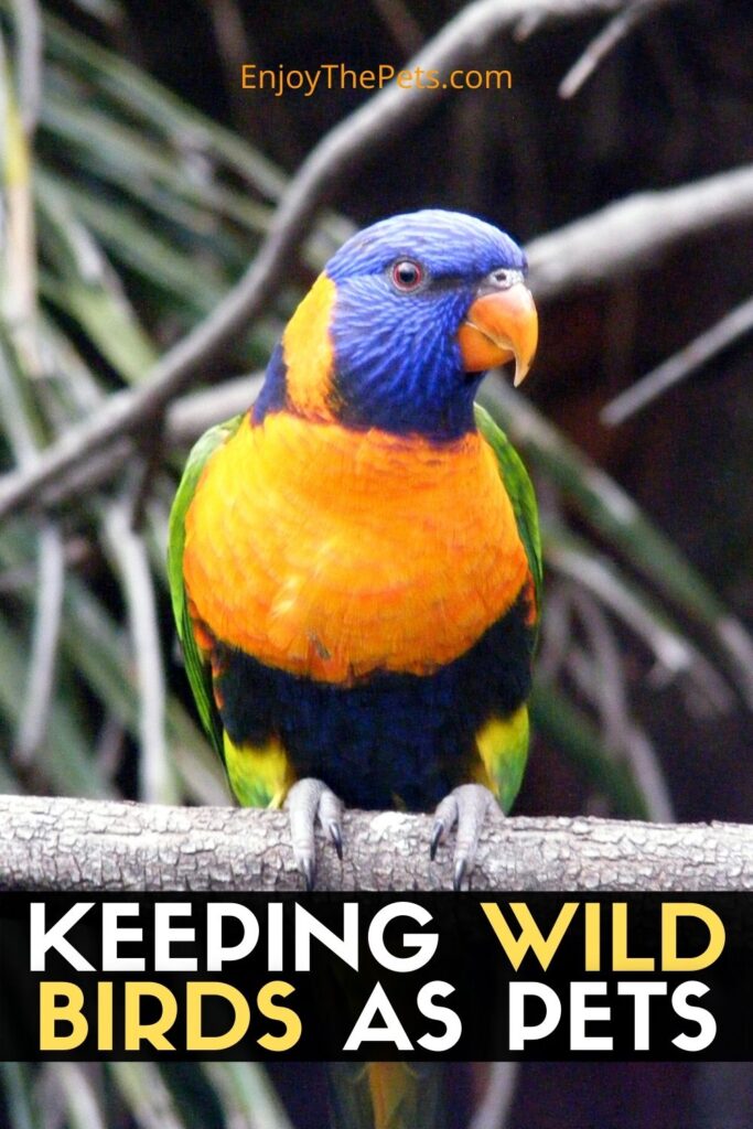 Keeping Wild Birds as Pets - Enjoy The Pets