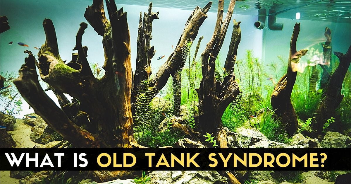 What Is Old Tank Syndrome? - Enjoy The Pets