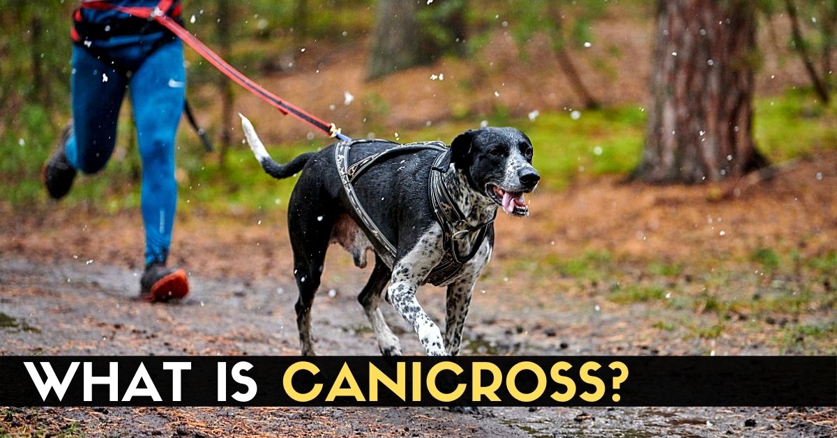 What is Canicross? - Enjoy The Pets