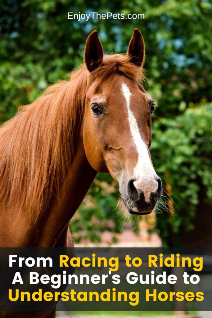 From Racing to Riding: A Beginner's Guide to Understanding Horses ...