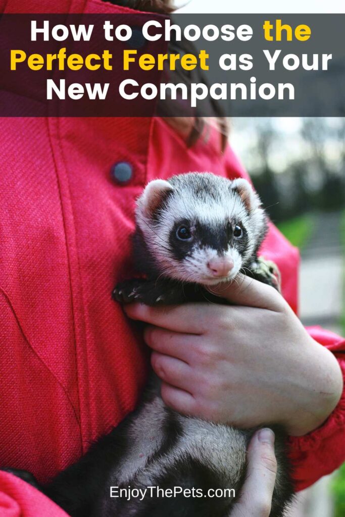 How to Choose the Perfect Ferret as Your New Companion - Enjoy The Pets
