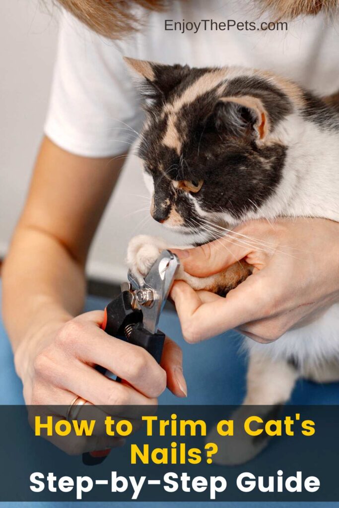 How to Trim a Cat's Nails: A Step-by-Step Guide - Enjoy The Pets