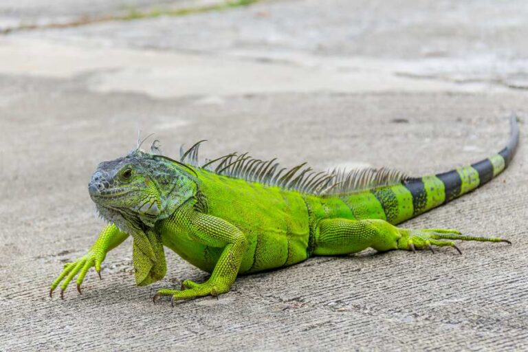 Iguana Care Essentials: A Beginner's Guide to Keeping Your Lizard Happy ...