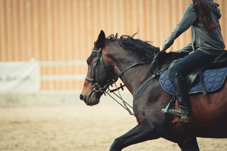 From Racing to Riding: A Beginner's Guide to Understanding Horses ...