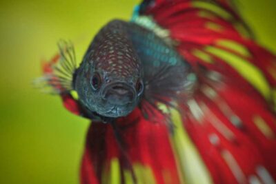 Preventing and Treating Betta Fish Diseases: Essential Tips for a ...