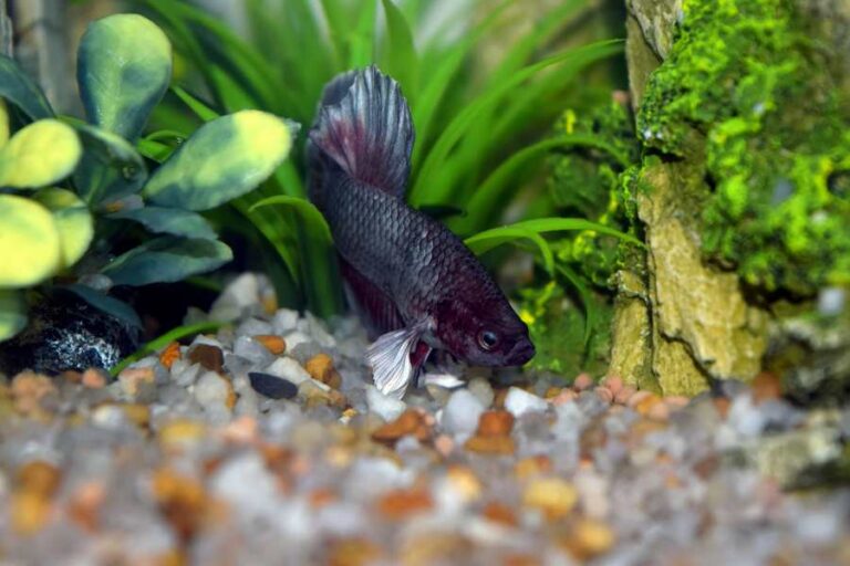 Preventing and Treating Betta Fish Diseases: Essential Tips for a ...