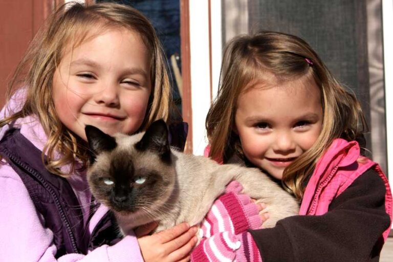 The Best Cat Breeds for Living with Children - Enjoy The Pets
