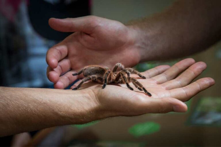 Mastering Tarantula Care: Expert Tips for Raising Healthy and Happy Pet ...