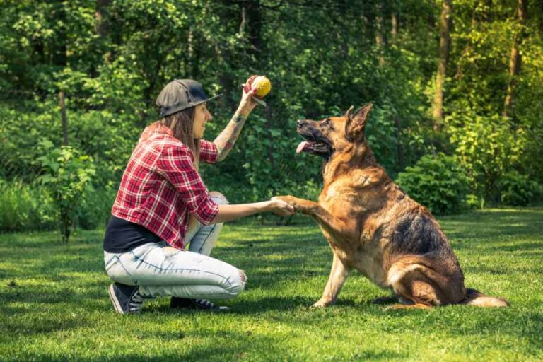 German Shepherds: History, Traits, and Care - Enjoy The Pets