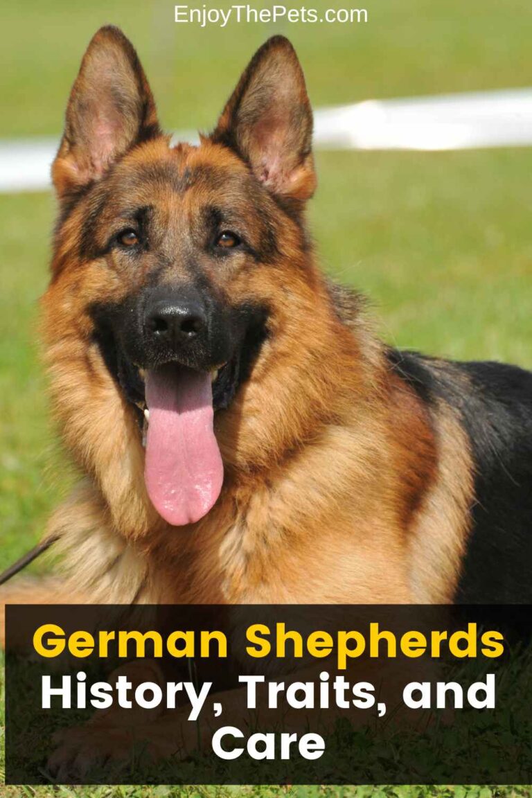 German Shepherds: History, Traits, and Care - Enjoy The Pets