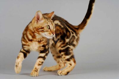 The Wild Origins of Fascinating Cat Breeds - Enjoy The Pets