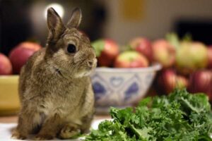 Netherland Dwarf: Discover the Delightful Charm of the Smallest Rabbit ...