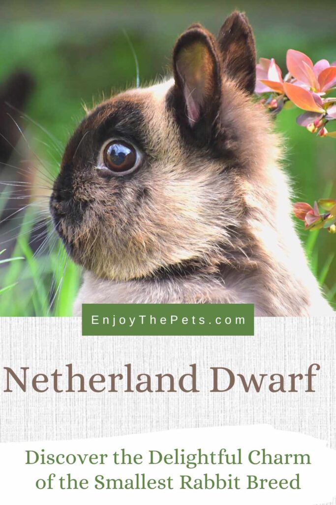 Netherland Dwarf: Discover the Delightful Charm of the Smallest Rabbit ...