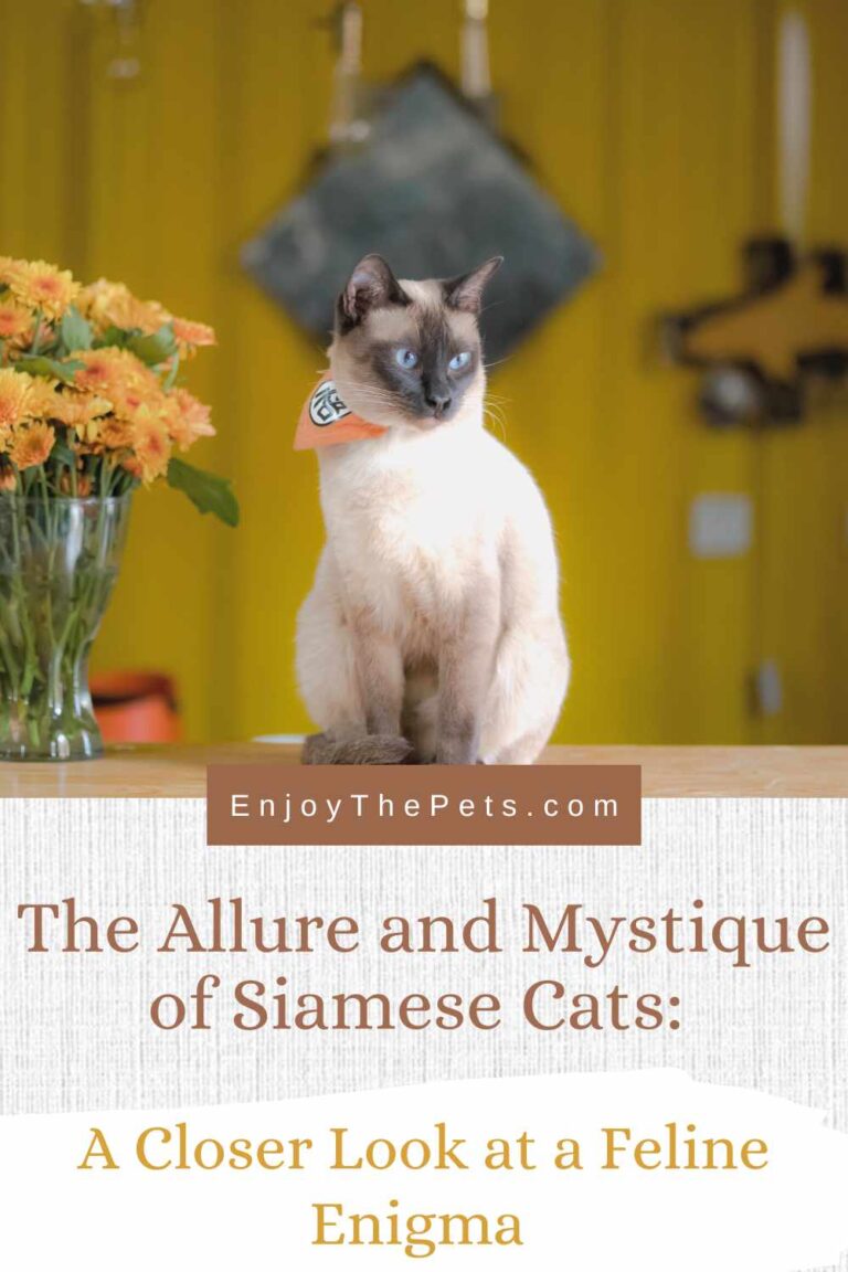 Siamese Cats: A Closer Look at a Feline Enigma - Enjoy The Pets