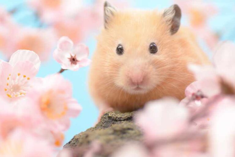 The Perfect Companion: Exploring the World of Syrian Hamsters - Enjoy ...