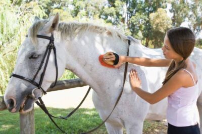 The Ultimate Horse Care Guide: Expert Tips for Equine Wellness - Enjoy ...
