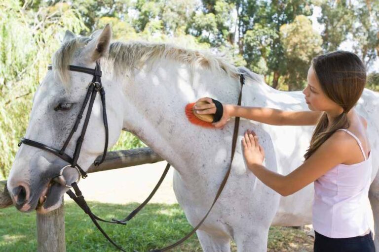 The Ultimate Horse Care Guide: Expert Tips for Equine Wellness - Enjoy ...