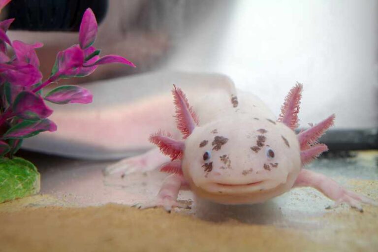 The Axolotl: A Fascinating Aquatic Companion - Enjoy The Pets