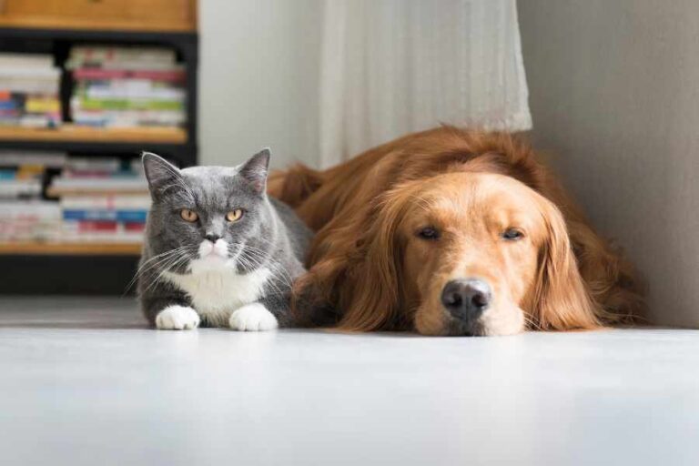Dog-Cat Coexistence: Fostering Peaceful Harmony - Enjoy The Pets