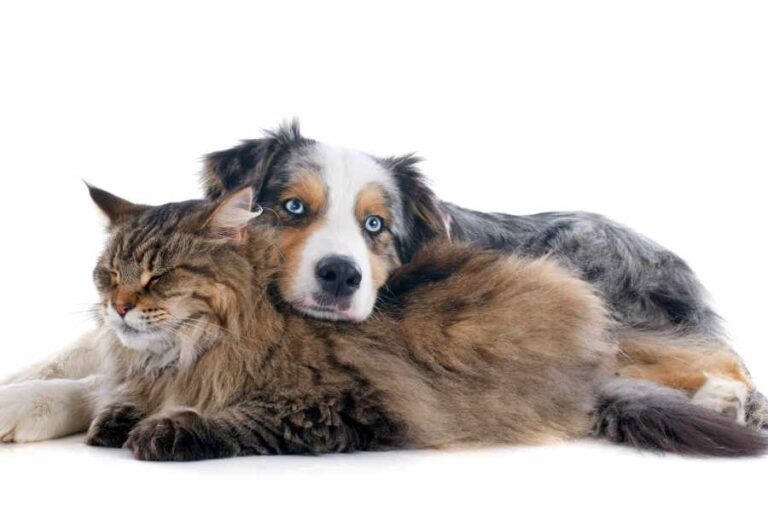 Dog-Cat Coexistence: Fostering Peaceful Harmony - Enjoy The Pets