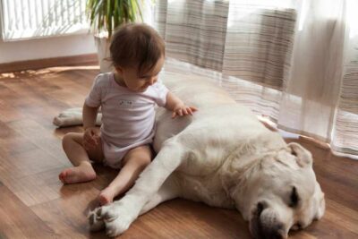 Nurturing a Healthy Bond: Introducing Your Dog to a Newborn Baby ...