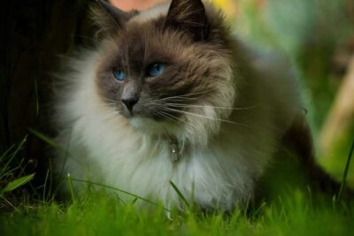 Ragdoll: The Gentle Giant of Cats - Enjoy The Pets