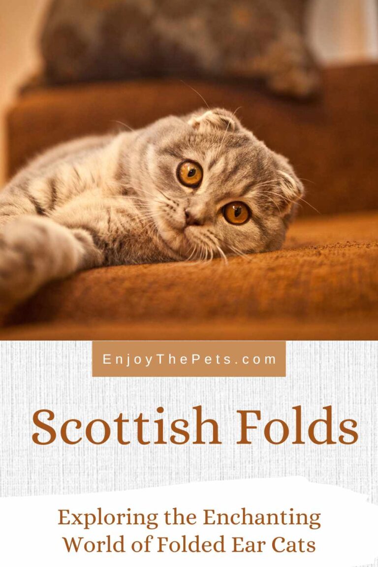 Scottish Folds: Exploring the Enchanting World of Folded Ear Cats ...