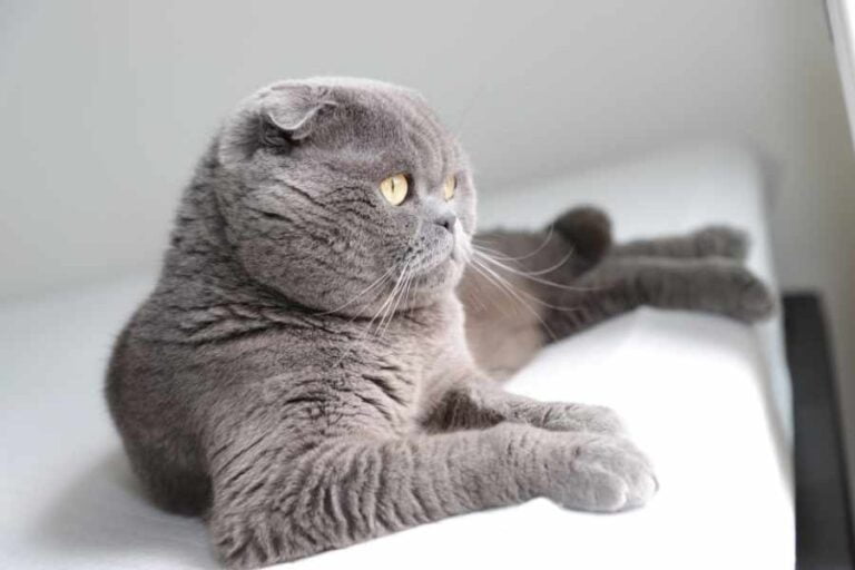 Scottish Folds: Exploring the Enchanting World of Folded Ear Cats ...