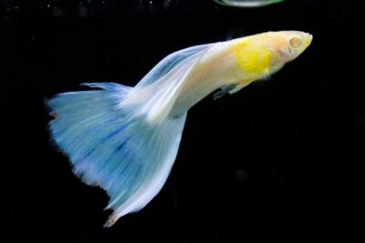 The Colorful World of Guppies: A Guide to Freshwater Aquarium Fish ...