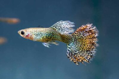 The Colorful World of Guppies: A Guide to Freshwater Aquarium Fish ...