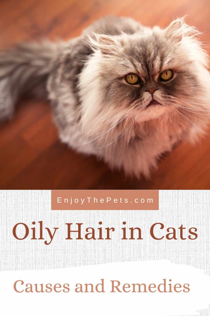 Oily Hair in Cats: Causes and Remedies - Enjoy The Pets