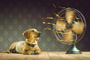 Cooling Comfort for Dogs: Fans and Air Conditioning Guide - Enjoy The Pets